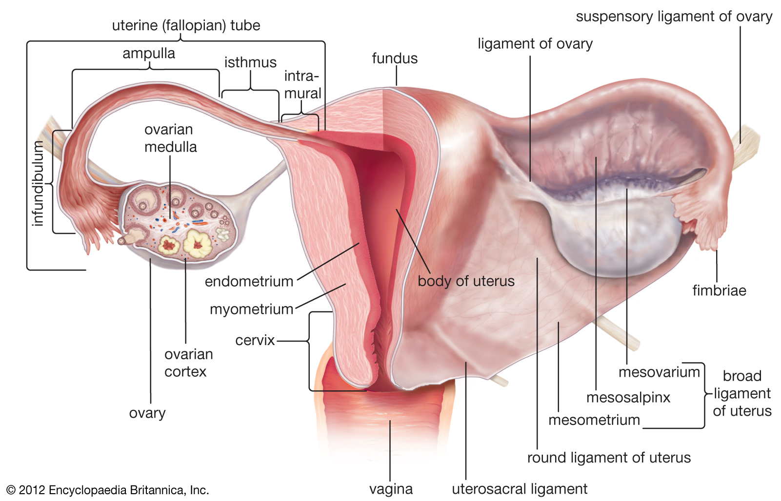 Sterilisation Handley Law